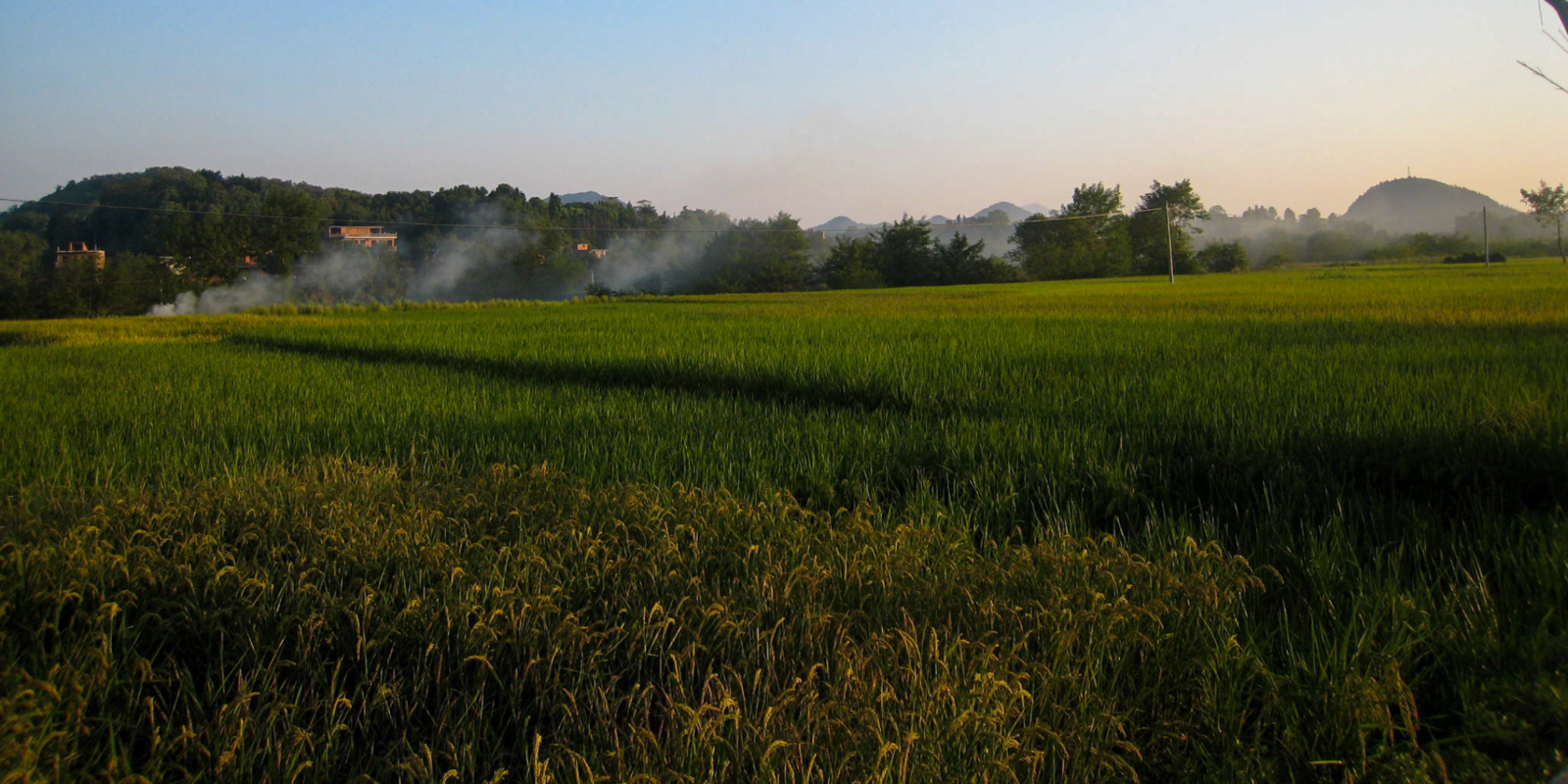 Arts in Ohio | Botany and Botanists in Madagascar: Studying Grasses and ...